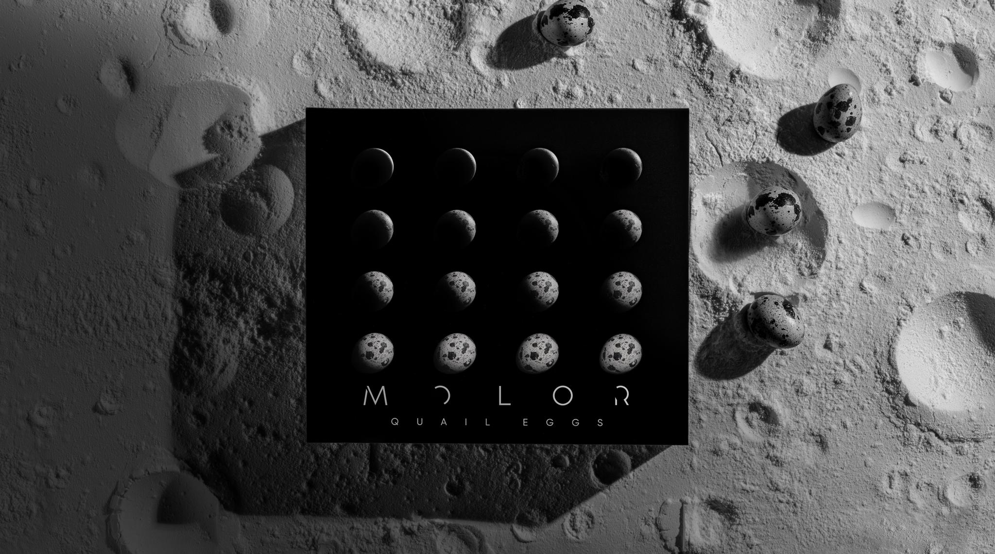 Molor Branding - Backbone