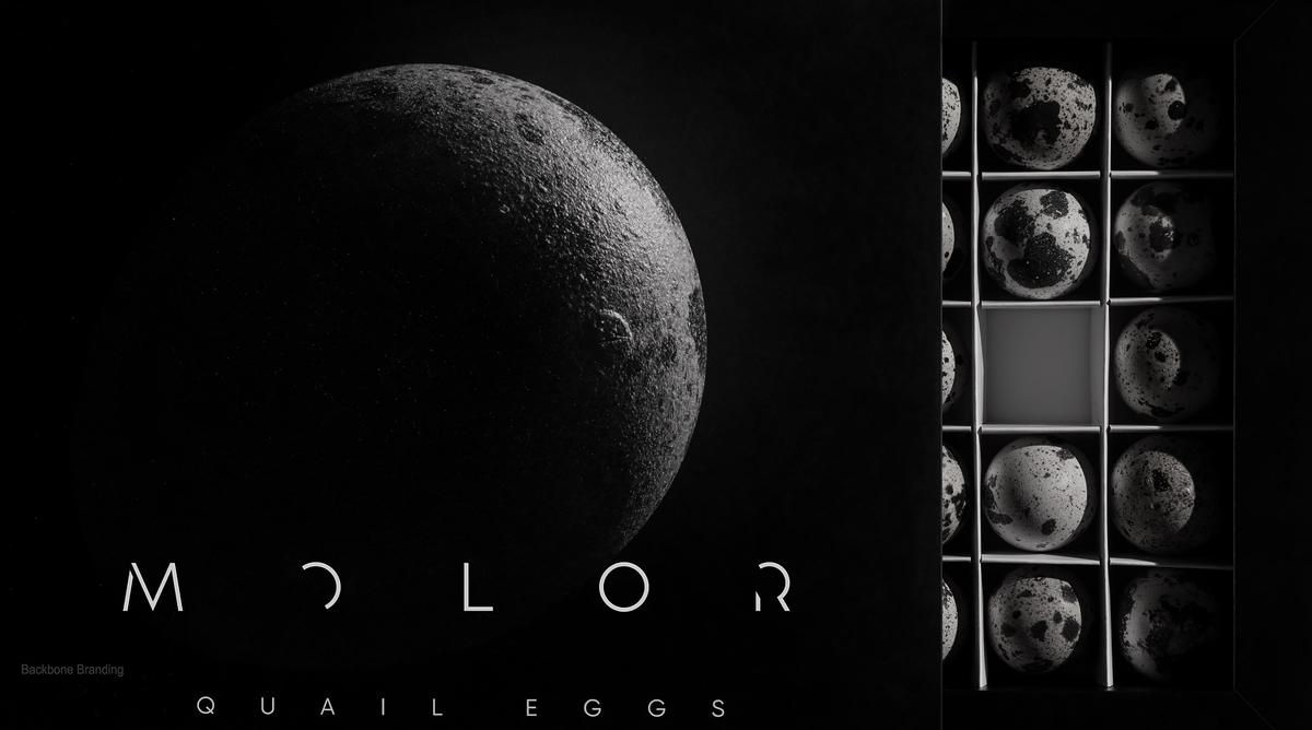 Molor Branding - Backbone